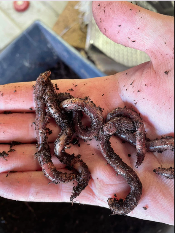 Live Bait Fishing worms - Hawkesbury Worms