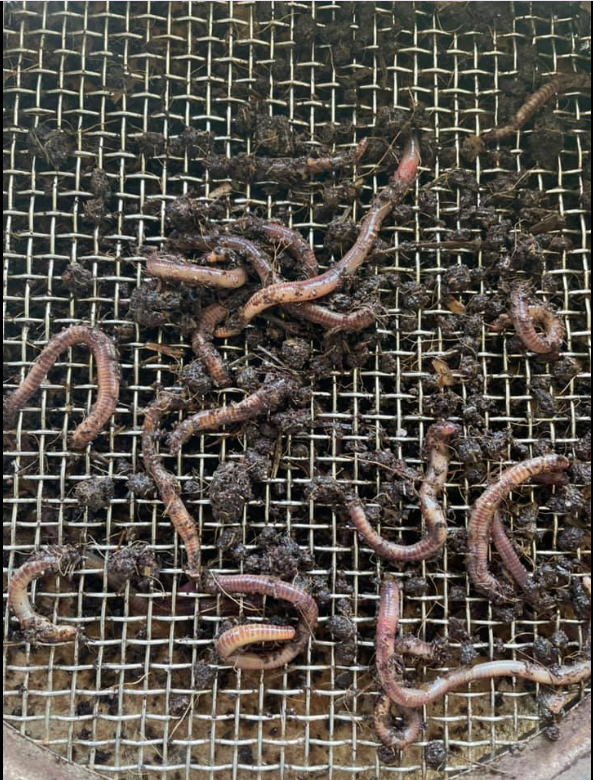 Live Bait Fishing worms - Hawkesbury Worms
